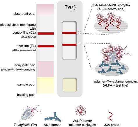 Biotin Avidin Free Sandwich Aptamer Based Lateral Flow Assay Alfa For The Diagnosis Of