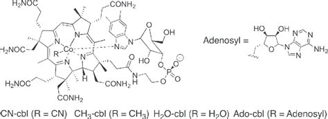 Structure Of Cobalamin Derivatives Download Scientific Diagram