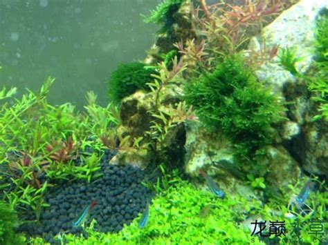 水草造景草缸石头长黑毛藻水草缸除藻新招 水景堂