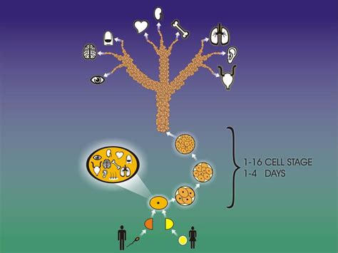 ppt ethical problems with cloning reproductive cloning powerpoint