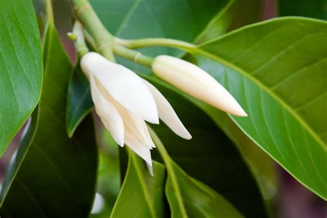 How To Grow Michelia