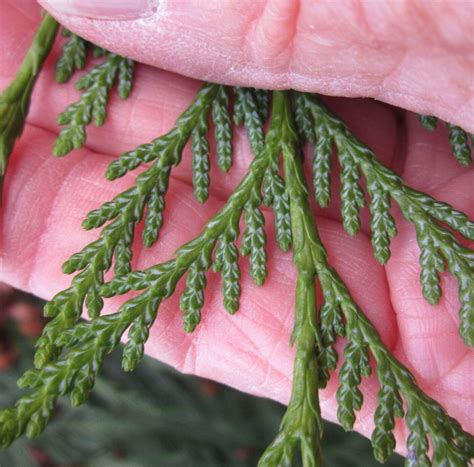 Incense Cedar Vs Red Cedar At Catherine Fletcher Blog