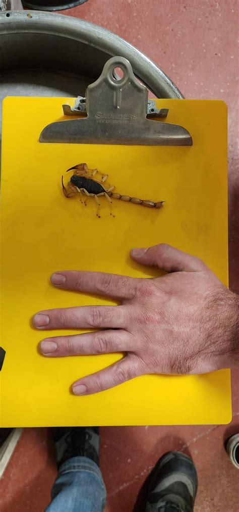 Scorpion Dangerous R Whatsthisbug