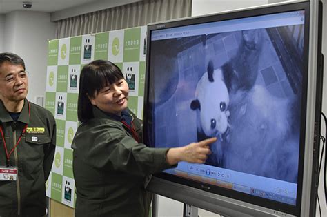 东京上野动物园大熊猫“真真”再次产崽，市长第一时间报喜全球速报澎湃新闻 The Paper