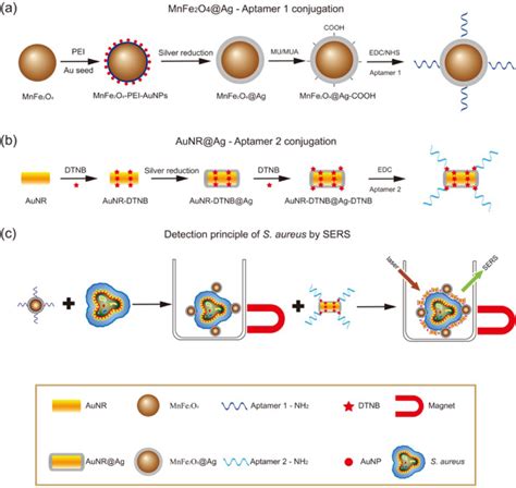 Schematic Illustration Of Aptamer Recognition S Aureus Detection Using