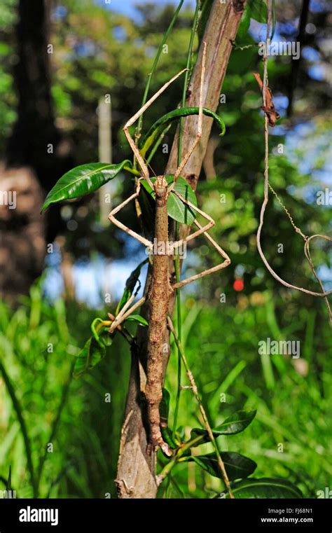 Walking Stick Phasmatidae Phasmida At A Branch View From Above