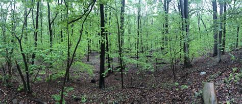 Tree Protection Plans PRUNUS