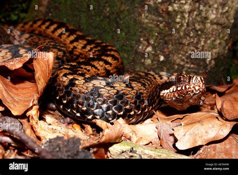 Female Adder Hi Res Stock Photography And Images Alamy
