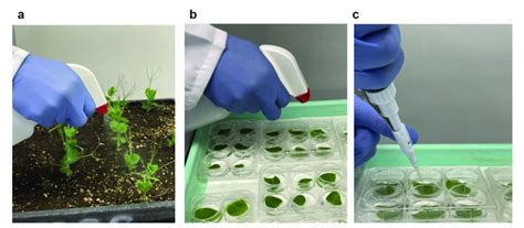 Three Different Inoculation Protocols Preparation Of Inocula Was The Download Scientific