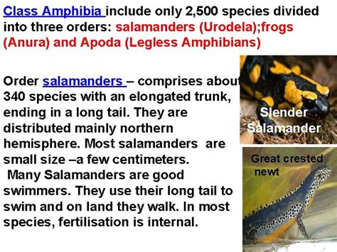 Class Amphibia Amphibians Amphibians Belong To Phylum Chordata