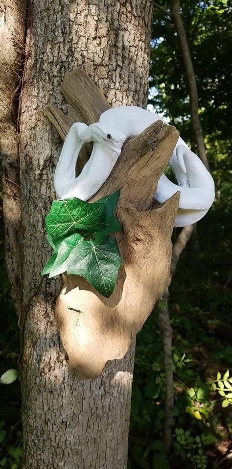 Blue Eyed Lucy Wet Specimen Artofit