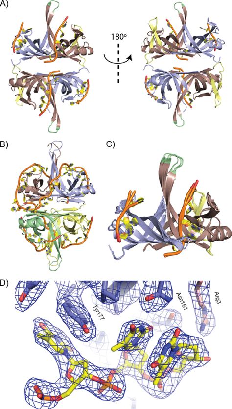 Crystal Structure Of The Drssb Ssdna Complex A Ribbon Diagram Of The
