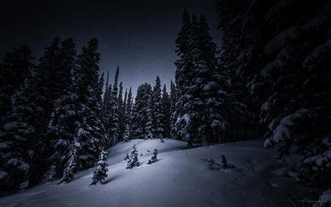 Snowy Forest At Night Wallpapers Top Free Snowy Forest At Night