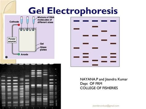 Gradient Gel Electrophoresis And Pulse Field Gel Electrophoresis Pptx