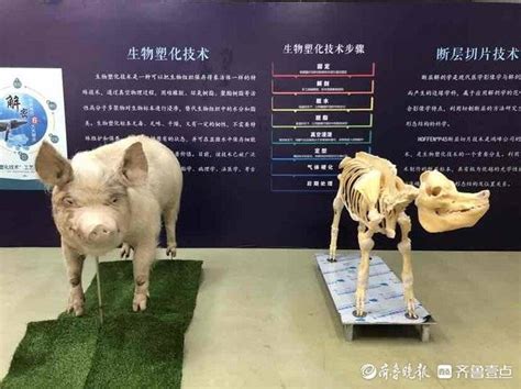 猪坚强在大连做成标本将被送回建川博物馆展览 生命 奥秘 皮毛