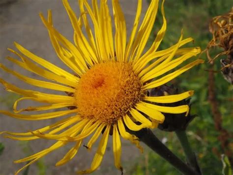 Inula Helenium Plant Care And Growing Basics Water Light Soil