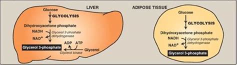 H Different Fates Of Triacylglycerol In Liver And Adipose Tissue