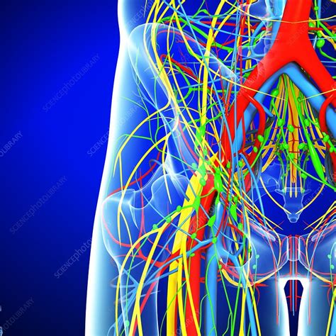 Pelvis Anatomy Artwork Stock Image F0061116 Science Photo Library