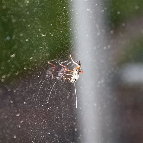Bug On Window Pane Picture Free Photograph Photos Public Domain