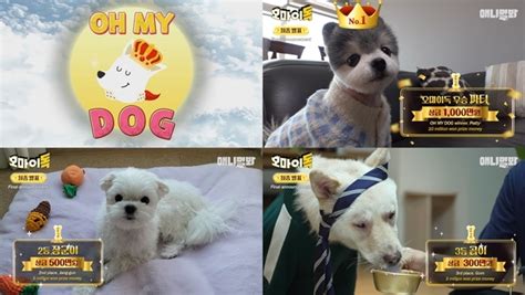 Sbs Pr ★전체보기★ [sbs 애니멀봐] Sbs 애니멀봐 ‘오마이독 최종 우승 Top3는 누구개 Sbs