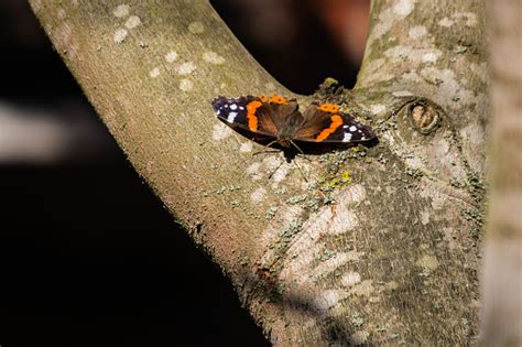빨강 제 독 나비 바네사 아 탈 란 타 화창한 날의 날개를 전파 하 고 카메라를 보고 하는 회색 단풍나무 나무에 앉아 있다 어두운 갈색과 회색 배경입니다 0명에 대한 스톡