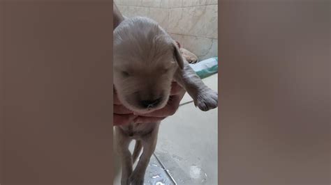 توله سگ گلدن روزهای اول تولد Youtube
