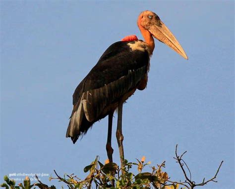 សត្វ ត្រដក់ធំ ជាប្រភេទជិតផុតពូជលើពិភពលោក ក្នុងបញ្ជីក្រហម Iucn