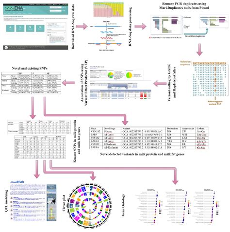 graphical abstract of different bioinformatics analysis for snp calling