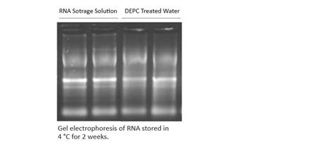 Rna Storage Solution Gendepot