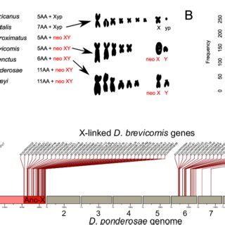 Neo Sex Chromosomes Of The Mountain Pine Beetle A Synteny Comparison Download Scientific