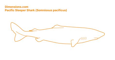 Pacific Sleeper Shark