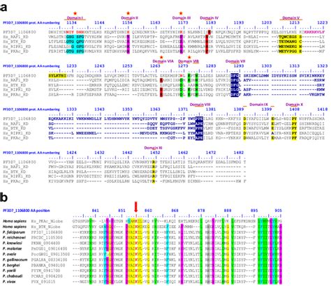 In Silico Annotation Of Pf3d71106800 Pfptkl Catalytic Domains A Download Scientific