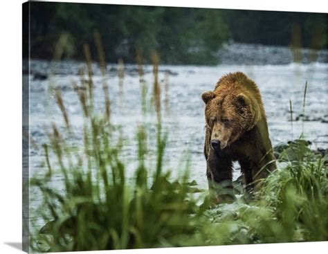 Coastal Brown Bear Fishing For Salmon Katmai National Park And