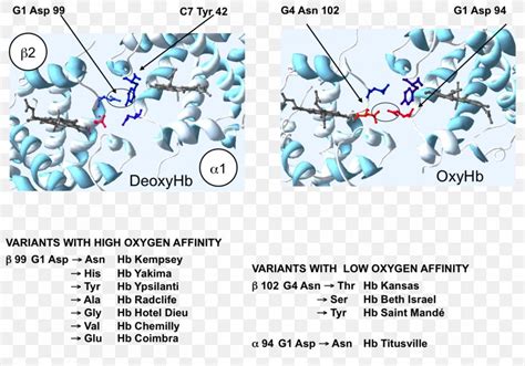 Hemoglobin Variants Mutation Hemoglobin E Png 1413x988px Hemoglobin