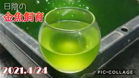 日陰の金魚飼育青水を少し薄めますらんちゅう和金 YouTube