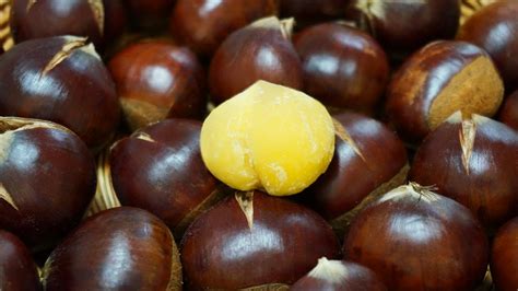 알맹이만 쏙 빠지는 밤 맛있게 찌는법 이제 삶지말고 찌세요 밤 찌는법 밤 삶는법 Youtube