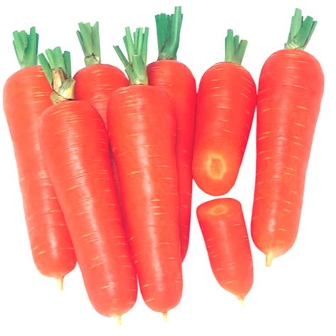 【楽天市場】ニンジン 種 はまべに 五寸 コート 10000粒 種 野菜 プロ向け 家庭菜園 農家 セレクト 横浜植木 にんじん 人参 たね