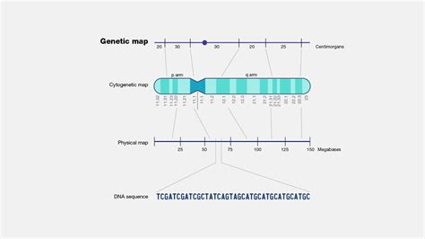 Condyloid Joint Biology Simple
