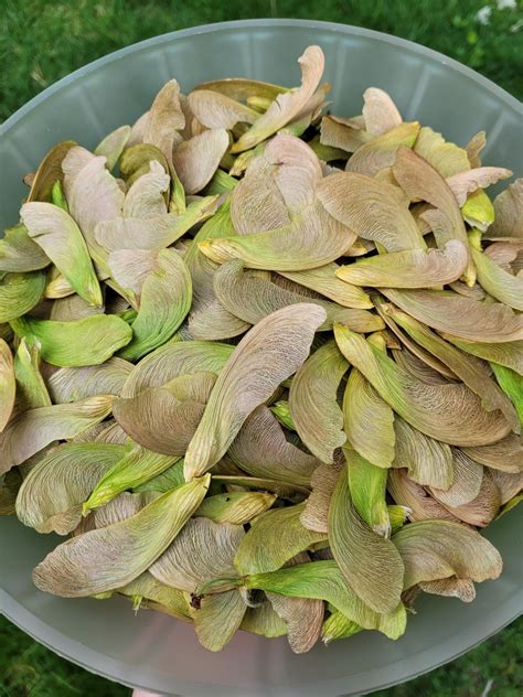 Extra Large Maple Tree Helicopter Samara Seeds For Crafting Etsy