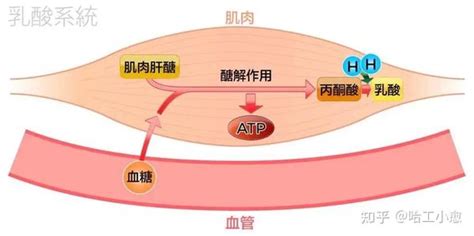 【健康科普】乳酸堆积如何有效的缓解 知乎