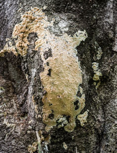 White Rot Fungus Or Mold