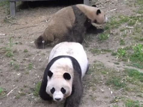 더쿠 푸바오 의문점