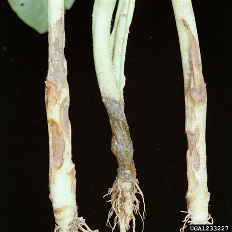 Pythium Diseases Genus Pythium