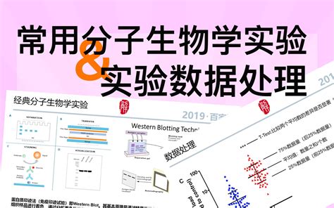 【科研实验】科研中常见的分子生物学实验，实验数据的处理及那些花花绿绿的科研图 哔哩哔哩 Bilibili