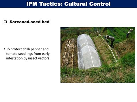 Ppt Ipm Tactics For Vegetable Crops In Indonesia Powerpoint