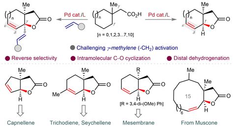 Making Unsaturated Bicyclic Lactones Via A Modern Approach