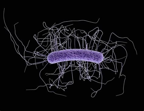Fecal Transplants Recommended For Recurrent C Diff Infections Microbiology