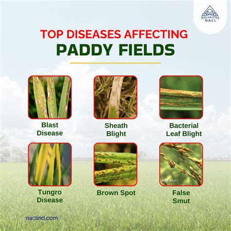 Top Diseases In Paddy Fields And How To Manage Them Nacl