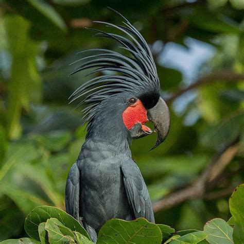 Palm Cockatoo With Stunning Head Feathers