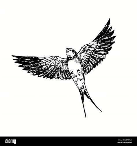 Drawings Of Birds In Flight 60 Photos